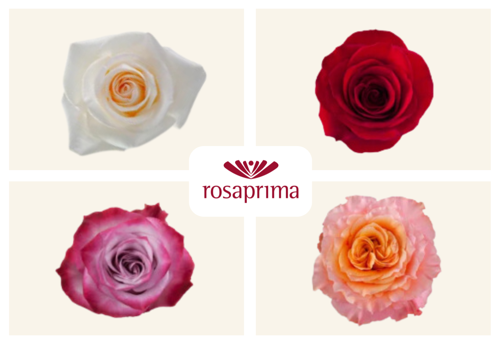 Rosaprima Roses: Beauty, Innovation, and Sustainability in Bloom